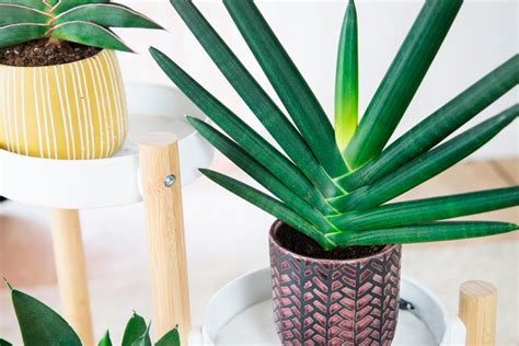 Сансевиерия тропическое комнатное растение Популярные виды Myplants