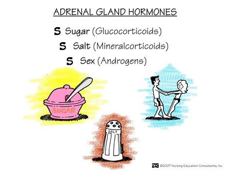 Adrenal Gland Hormones Medical Surgical Nursing Critical Care Nursing Nursing Study Tips