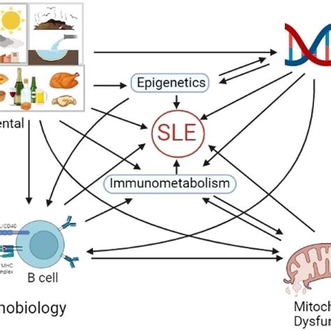 The Complex Interactions Between The Various Susceptible Factors