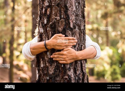 Close Up Of Hands Of Woman Hugging Tree Trunk In Forest Woman Embracing Tree With Love And Care