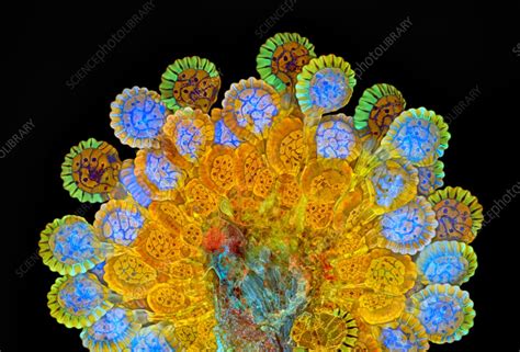 Fern Sorus And Spore Cases Fluorescence Light Micrograph Stock Image