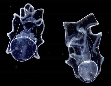 Echinoderm Larva Culturing Echinoderm Larvae Through Metamorphosis