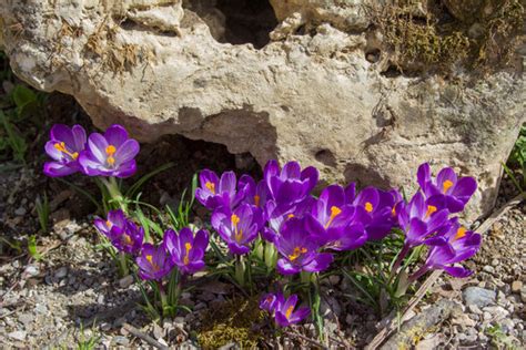 Steingarten Bilder Bläddra Bland 7510 Stockfoton Vektorer Och