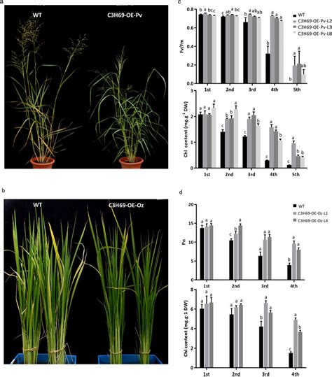 Phenotype And Physiological Parameters For Natural Leaf Senescence In Download Scientific
