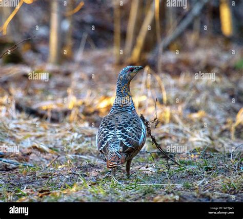 Capercaillie Cock Of The Woods Tetrao Urogallus In Spring Forest