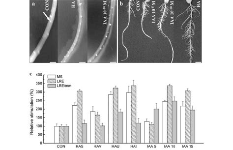 A C Evects Of Ha And Iaa On Maize Root Development Evaluated By The