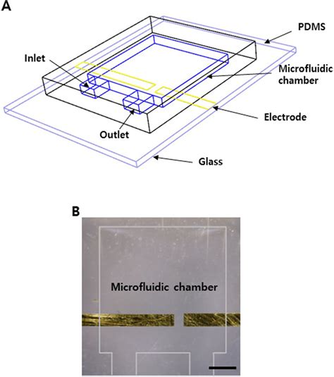 A 3 D Schematic Illustration Of The Microfluidic Device And B