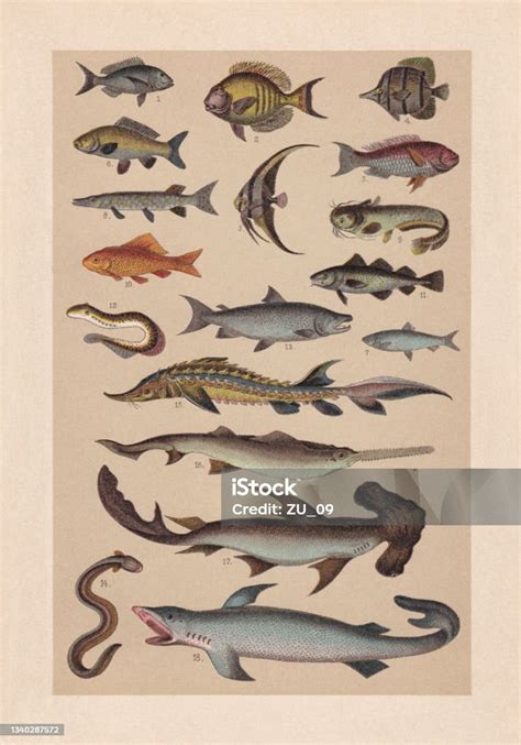 Poissons Deau Douce Et Deau Salée Chromolithographe Publié En 1889 Vecteurs Libres De Droits Et