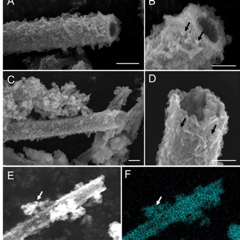 Time Course Of Growth Of Cells Of Leptothrix Sp Strain Oums1 Cultured