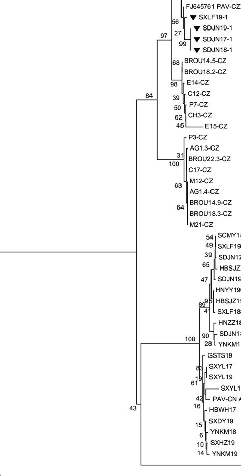 Phylogenetic Tree Constructed Using The Neighbour Joining Method Based Download Scientific