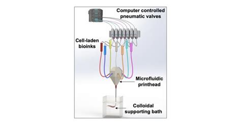 Eduardo G On Linkedin Tunable And Compartmentalized Multimaterial Bioprinting For Complex Living