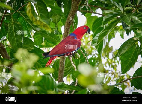 Papuan Eclectus Red Sided Eclectus Or New Guinea Eclectus Eclectus Roratus Raja Ampat