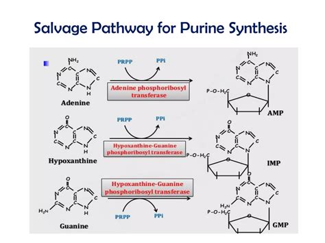 Nucleotide Synthesis Pdf