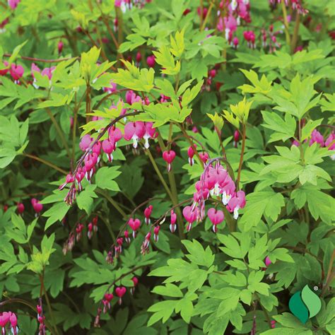 Dicentra Spectabilis Old Fashioned Bleeding Heart Degroot