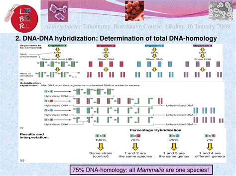 Ppt Acinetobacter Taxonomy And Identification Mario Vaneechoutte Laboratory Bacteriology