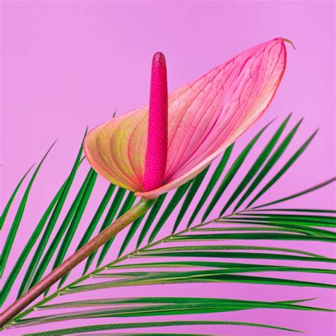 How To Have A Clitoral Orgasm 8 Tips From Sex Experts