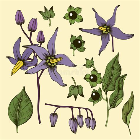 Hand Drawn Deadly Nightshade Flower Set Stock Vector Illustration Of