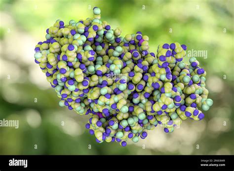 Ricin Computer Model Of A Molecule Of The Toxic Protein Ricin It Comprises Two Amino Acid