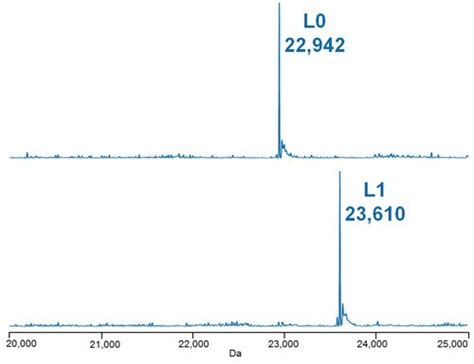 Lc Uv Ms Method Development For Antibody Drug Conjugates Using A Non Toxic Adc Mimic