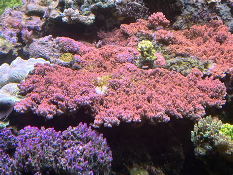 Managing Tissue Necrosis By Mike Paletta Reef Builders Article