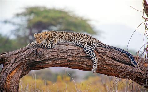Wildlife Scenery Wallpapers 4k Hd Backgrounds On Wallpaperbat