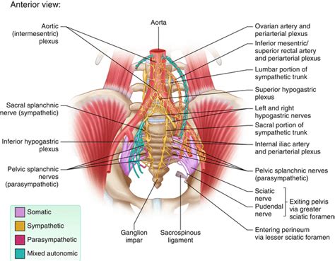 Total Mesorectal Excision With Autonomic Nerve Preservation “optimized
