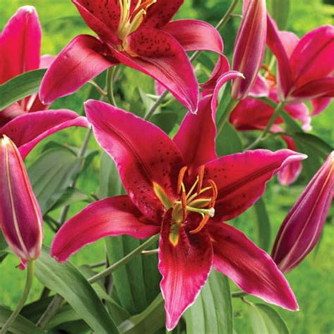 Lilium Oriental Red Pack Of 5 Lily Bulbs