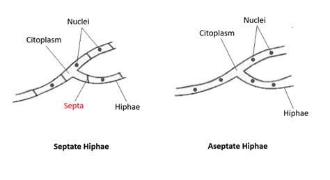 Aseptate Hyphae