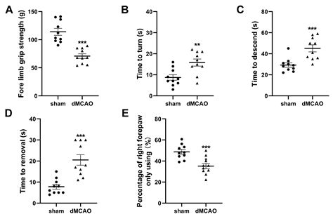 Induction Of Acute Ischemic Stroke In Mice Using The Distal Middle