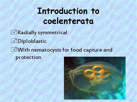 Body Symmetry Coelomate Symmetrical Acoelomate No Mesoderm Pseudocoelomate