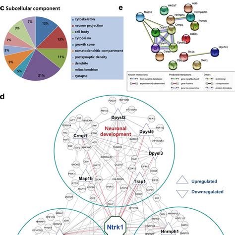 Bioinformatics Analysis Of The Differentially Expressed Proteins