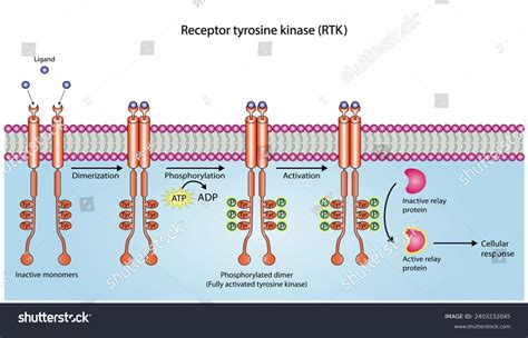 Tyrosine Kinase Receptor Dimerization Phosphorylation Activation Stock