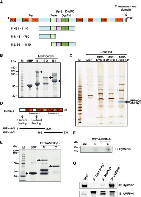 Ampkg1 Interacts With Dysferlin In Vitro A Schema Of The Human