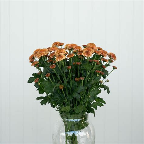 Dutch Heritage Greenhouse