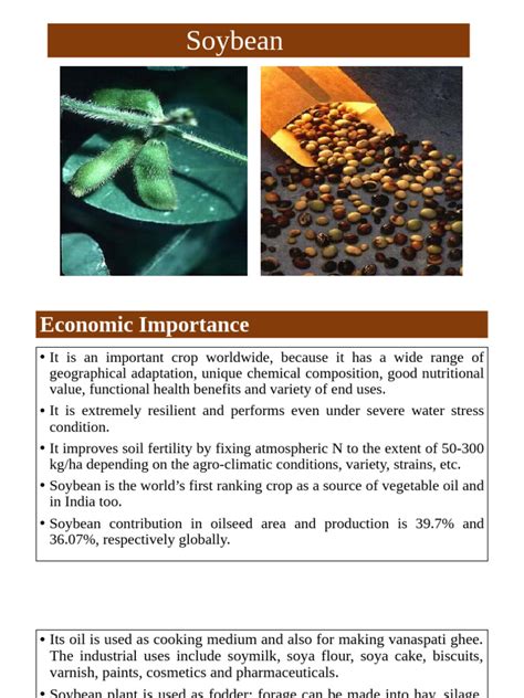Soybean Pdf Soybean Seed