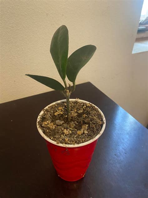 Help Identifying Plant Rplants