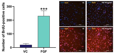 Neurogenesis Scantox Contract Research Organization