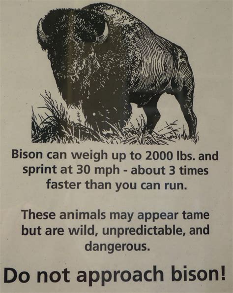 Dangerous Rest Areas Across The Country Bison Edition Travels With