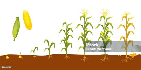 옥수수 식물 성장 농업 심기 및 묘목 옥수수 속대 단계별 개발 원예 및 농업 과정 Neoteric 벡터 장면 성장 개념에 대한 스톡 벡터 아트 및 기타 이미지 Istock