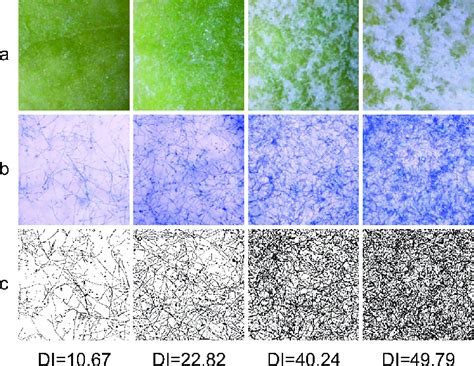 Digital Image Of 2 Mm 2 Area Of Leaf Disc And Disease Index Di