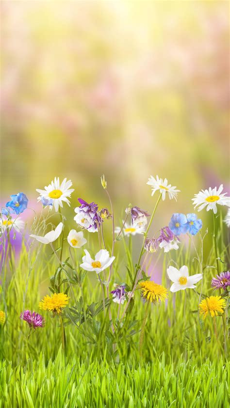 Spring Vertical Wallpapers Top Free Spring Vertical Backgrounds