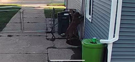 Hes Learned How To Let Himself Inside😂 R Chesapeakebayretrievr