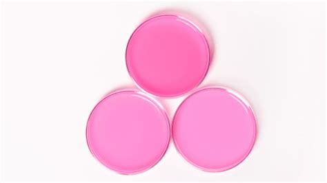 분홍색 액체가 든 페트리 접시 3개 흰색의 밝은 배경 위에서 본 모습 0명에 대한 스톡 사진 및 기타 이미지 0명 개발 건강관리와 의술 Istock