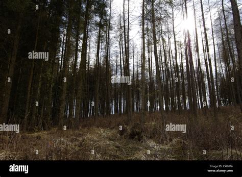 View Of Sun Shining Through Shaded Trees Stock Photo Alamy