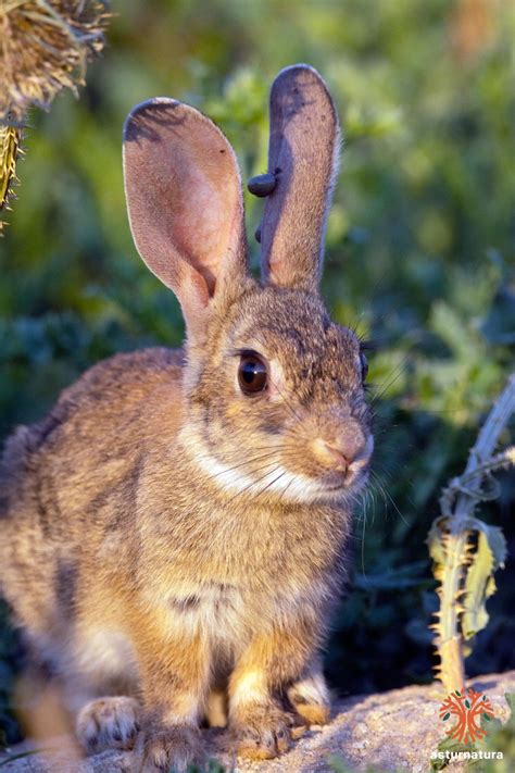 Conejo Oryctolagus Cuniculus 3 De 4 50885