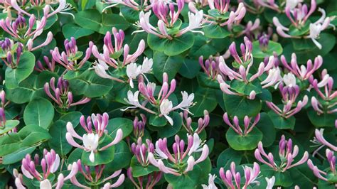 Madreselva Una Bonita Planta Trepadora Con Flor Resistente Al Frío Que