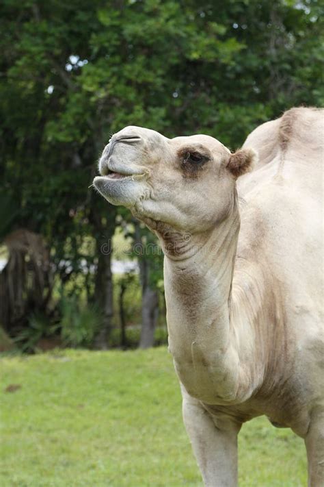 A Portrait Of A Bactrian Camel Camelus Bactrianus Stock Image Image Of Chew Expression