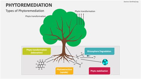 Phytoremediation Animation