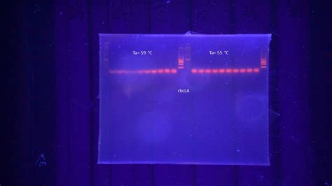 How Do I Detect Primer Dimers In An Electrophoresis Gel And How To Avoid Them In A Pcr Reaction