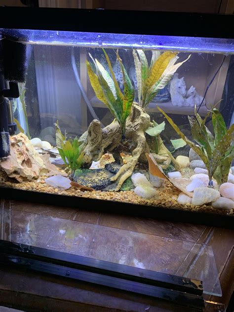 Does Anyone Know What The Fuck Happened To My Java Fern Raquariums